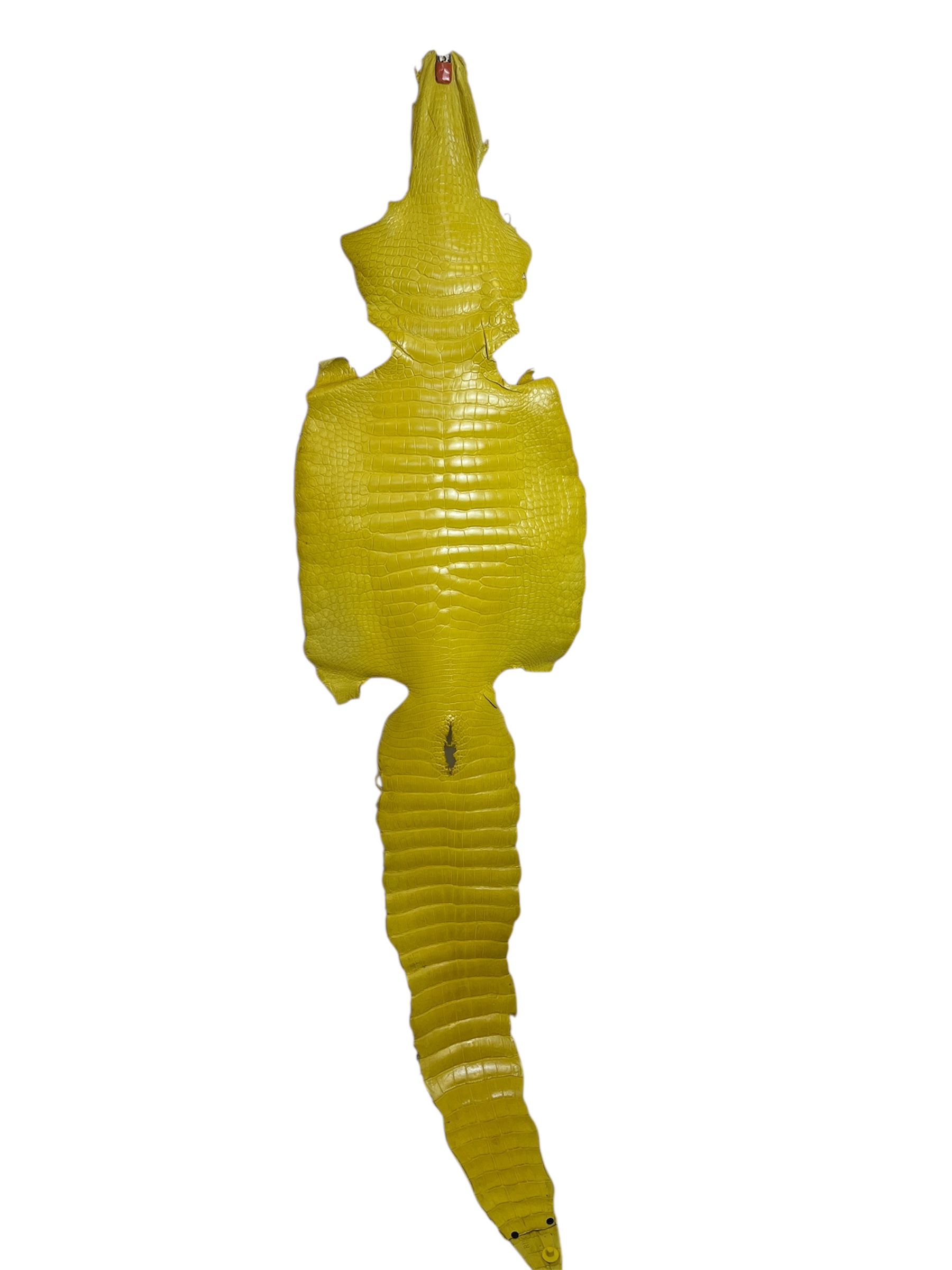 Yellow Millennium Alligator · 14008418 · 60 cm - Mark Staton, LLC